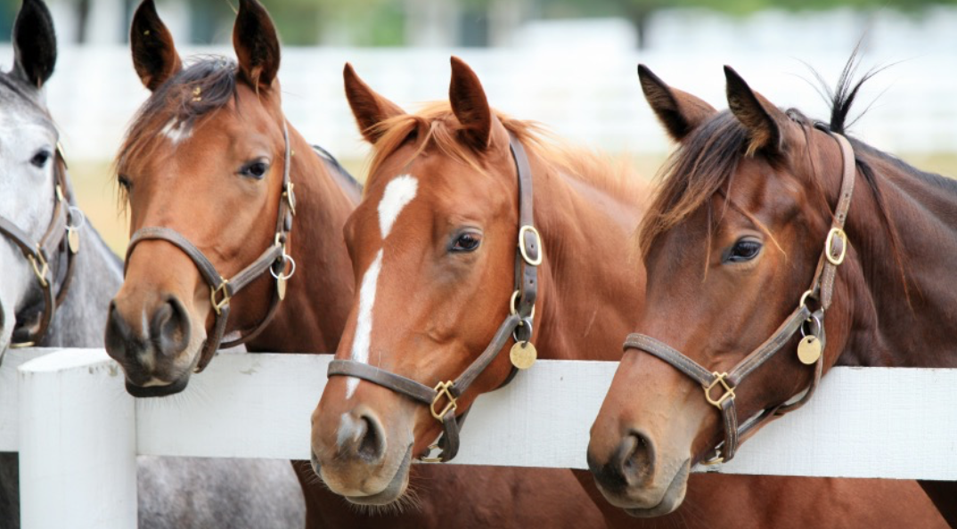 Do you really have what it takes to be a horseman? - LubriSynHA